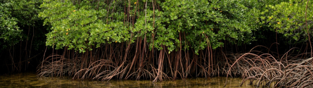The Magnificent Protectors Of The Shoreline - Mangroves! - The Pearl ...