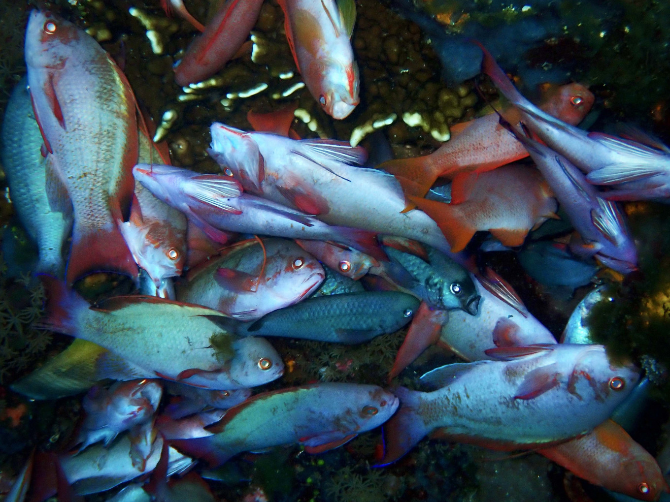 Introduction To Blast Fishing - The Pearl Protectors