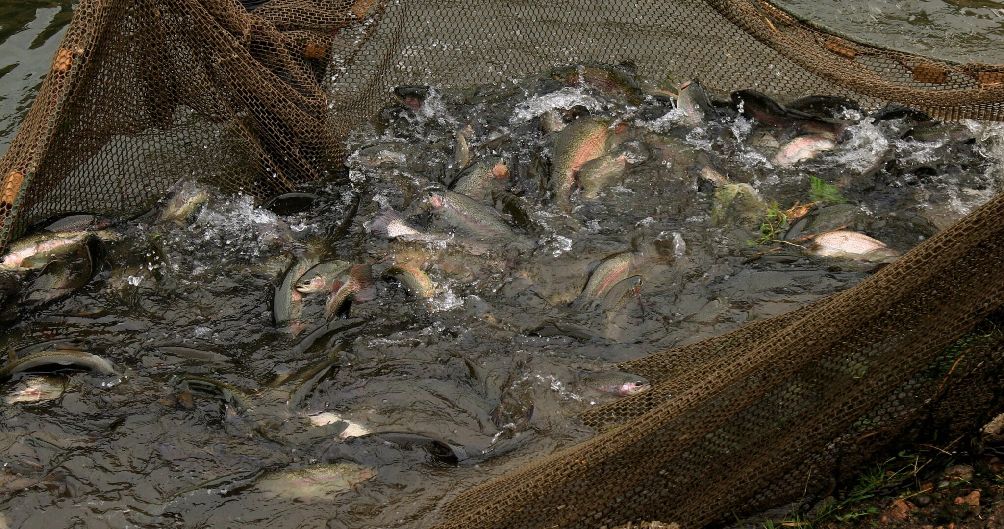 Silent Seas: Unmasking The Hidden Dangers Of IUU Fishing In Sri Lankan ...