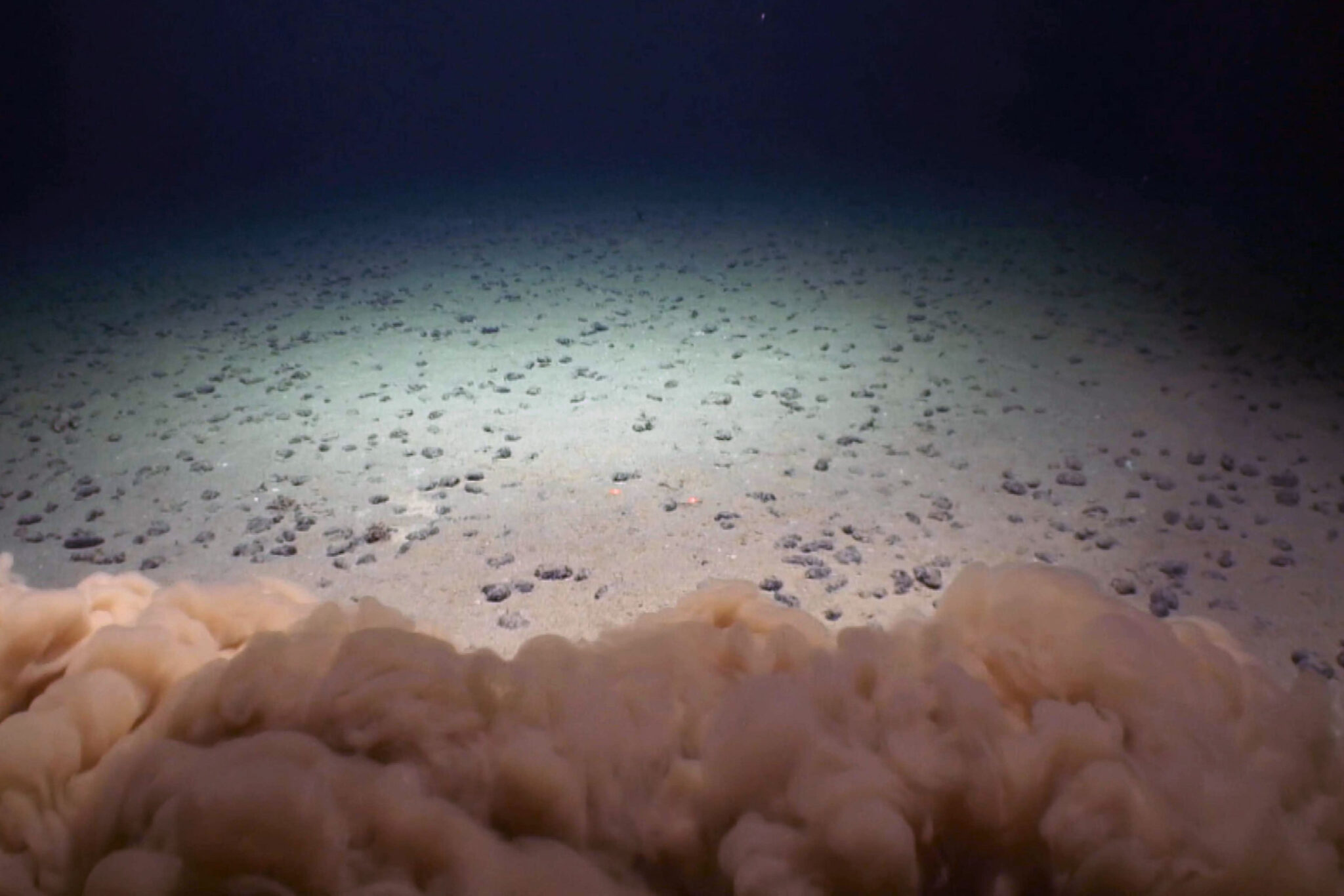 From Ratification To Action: SL And The High Seas Treaty - The Pearl ...